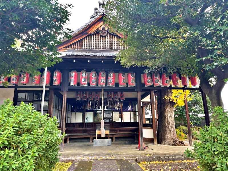 The towering ginkgo tree in the grounds of Ekoji Temple and the Kyoto ...